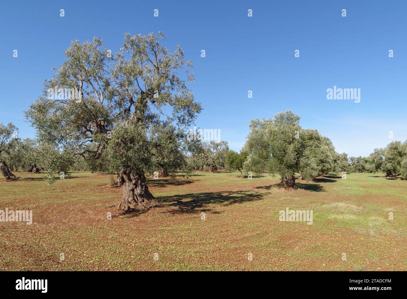 Grove of olive trees in Puglia, Italy Stock Photo - Alamy
