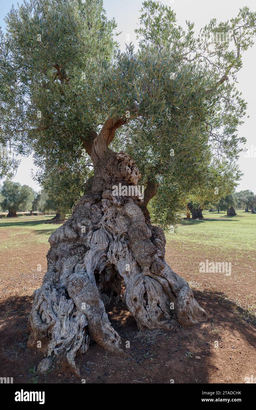 Ancient gnarled olive tree, Puglia, Italy Stock Photo - Alamy