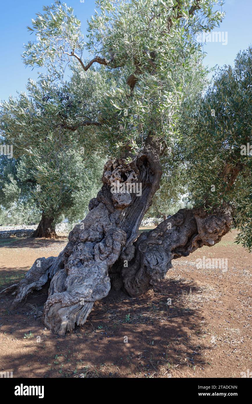 Tree trunk of centuries old olive tree, Puglia, Italy Stock Photo - Alamy