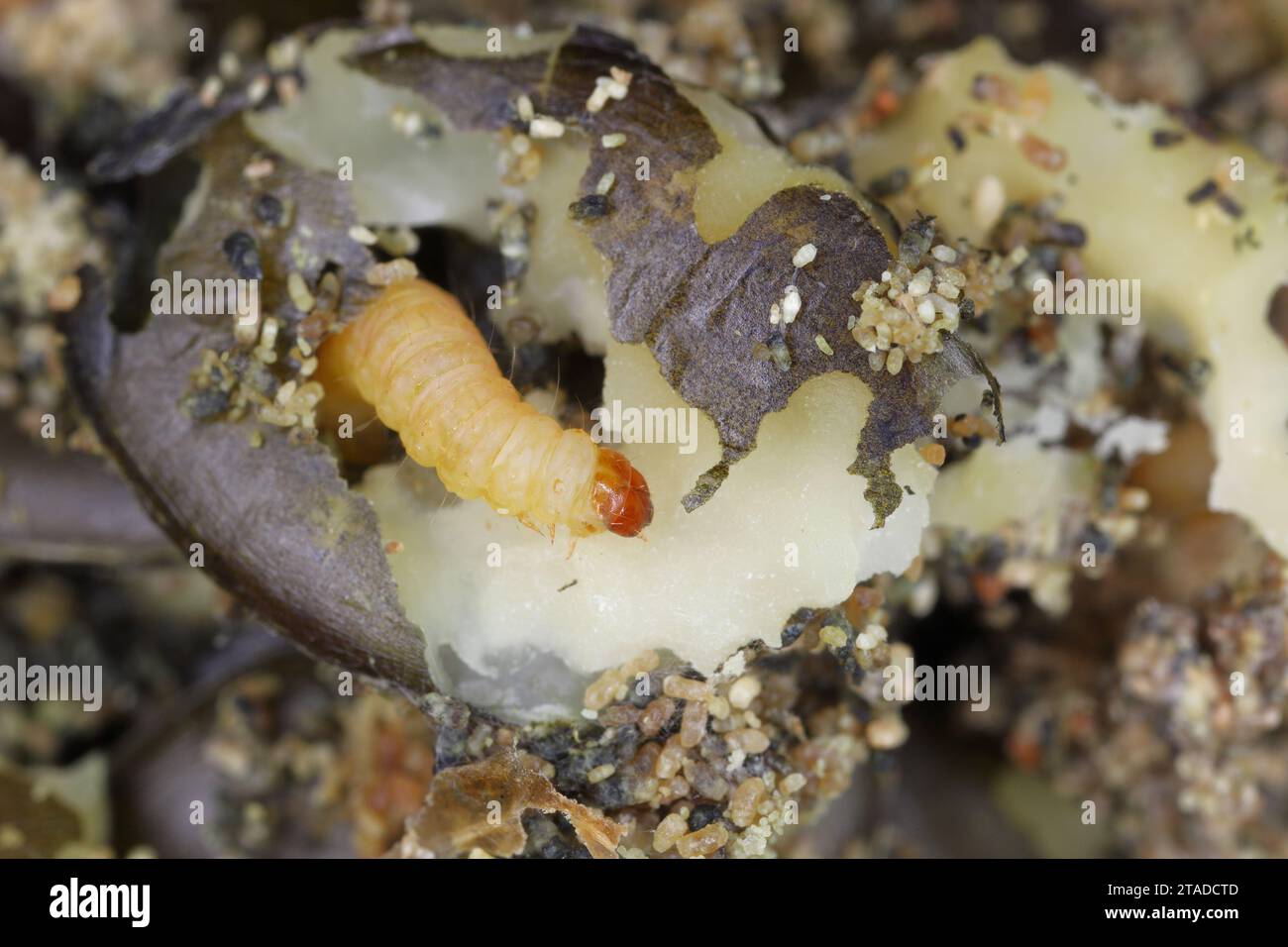 Indian meal moth or mealmoth (Plodia interpunctella), caterpillar in ...