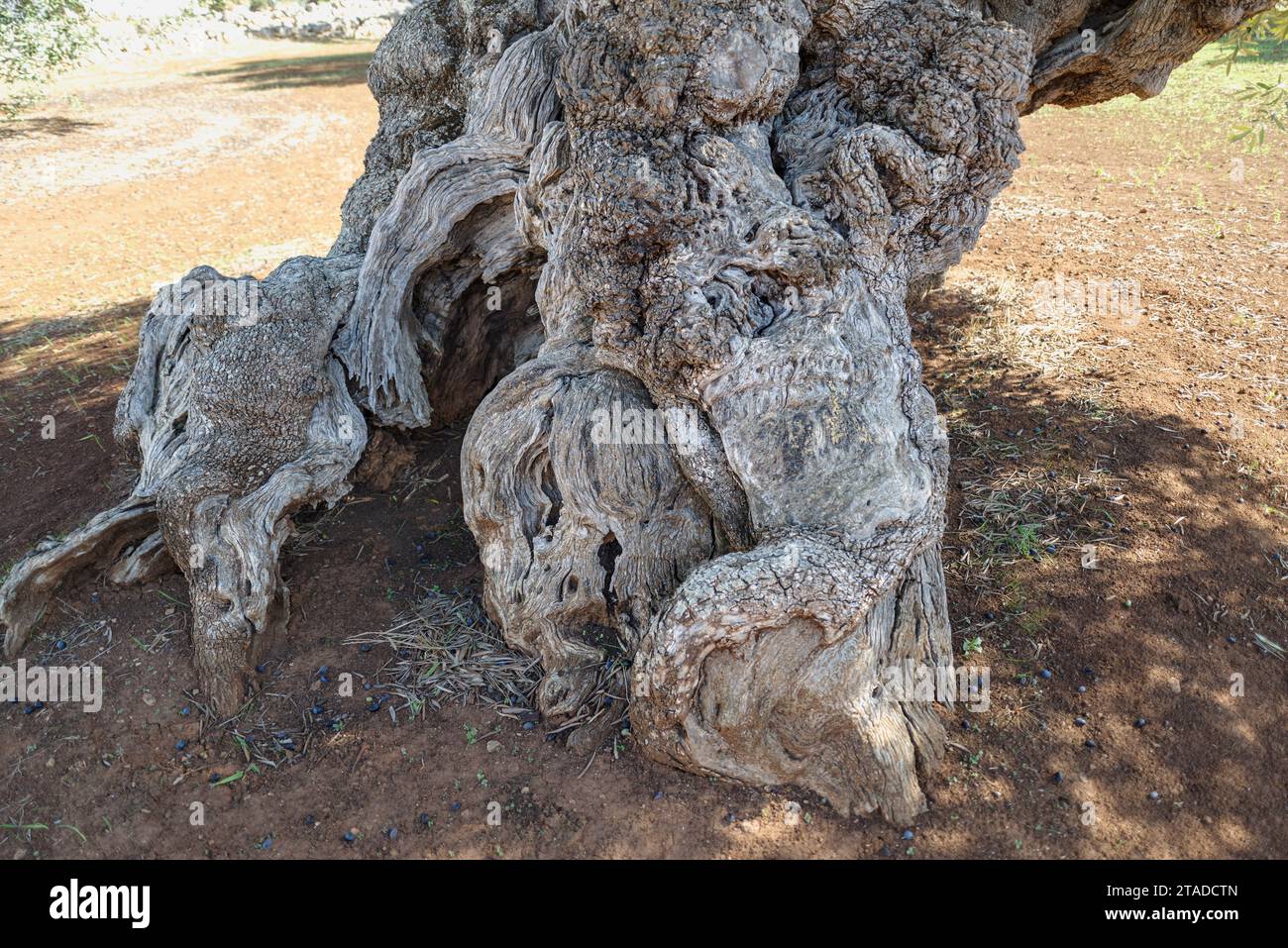 Tree trunk of centuries old olive tree, Puglia, Italy Stock Photo - Alamy