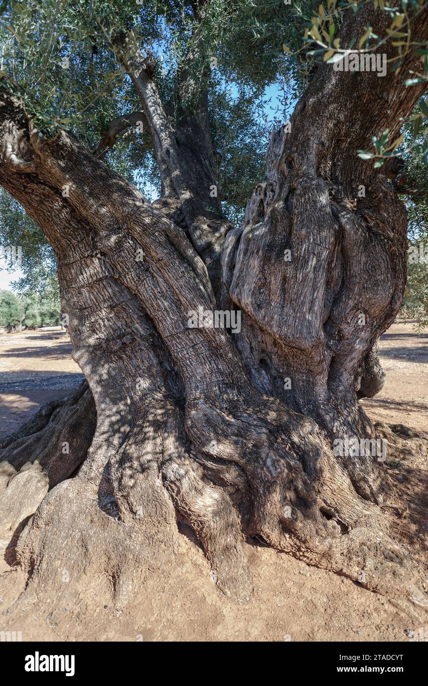 Century old olive tree hi-res stock photography and images - Alamy