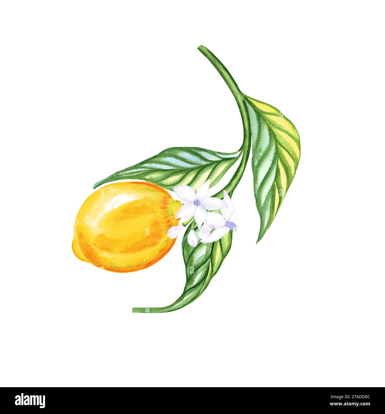 Lemon fruit and flowers on branches watercolor hand drawn illustration ...