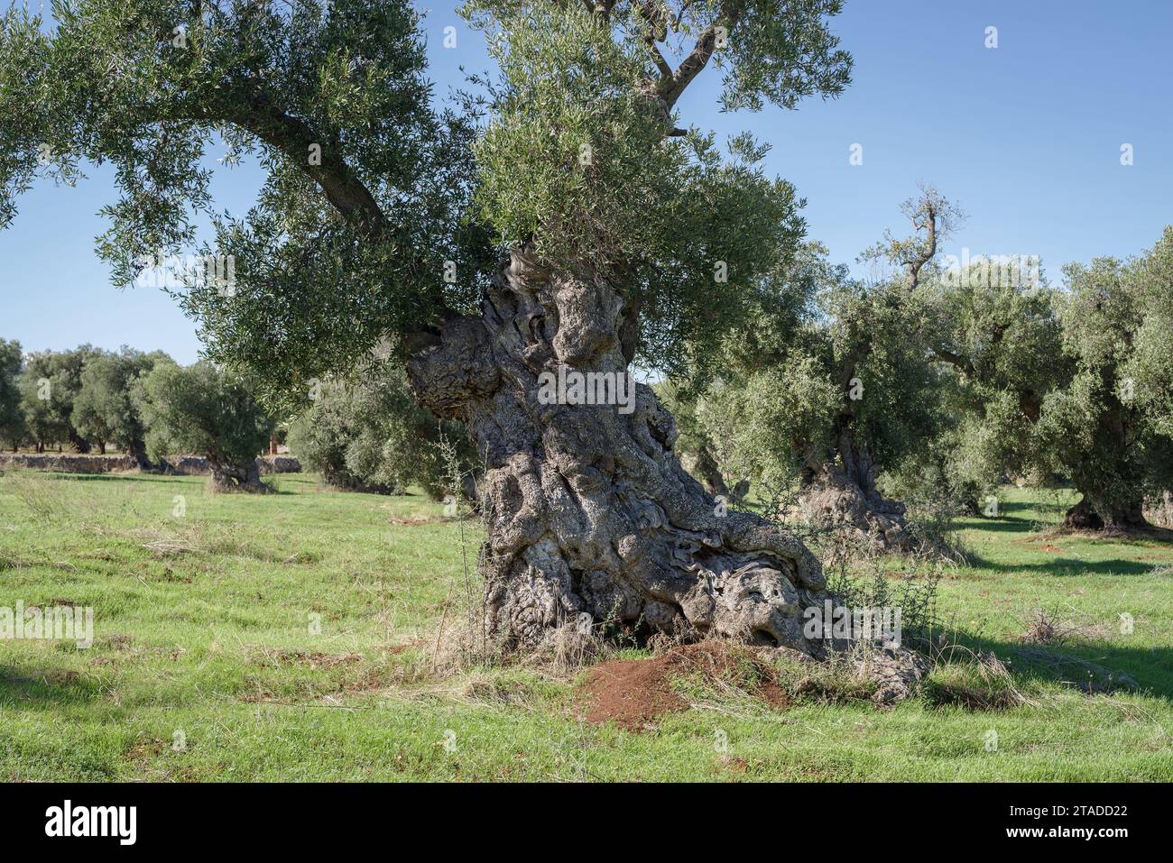 Gnarled olive tree hi-res stock photography and images - Alamy
