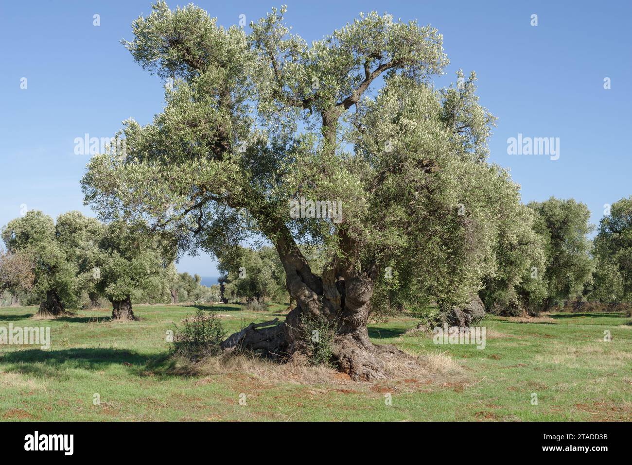 Ancient gnarled olive tree, Puglia Stock Photo - Alamy