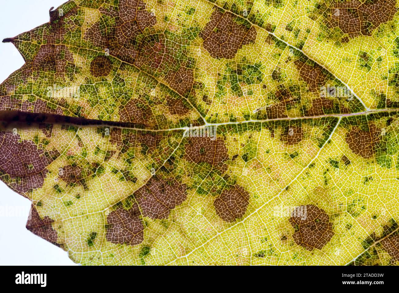 Closeup view of the underside of a grapevine leaf Stock Photo - Alamy