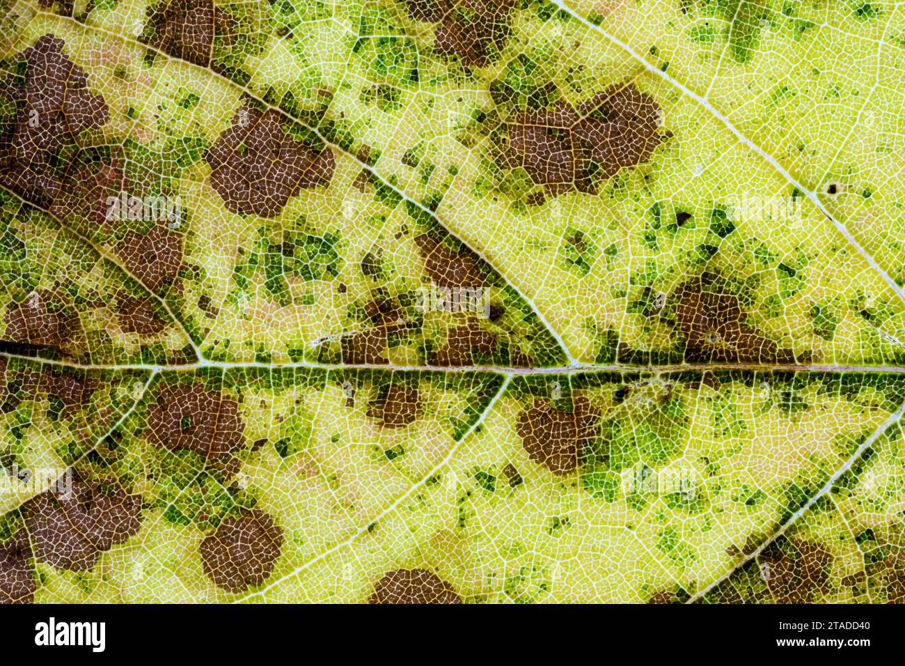 Closeup view of the underside of a grapevine leaf Stock Photo - Alamy