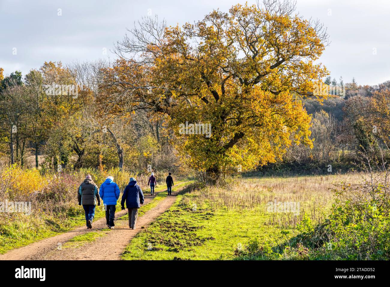 Walking group in woodland hi-res stock photography and images - Alamy