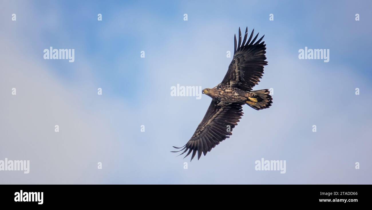 Best of the eagles hi-res stock photography and images - Alamy