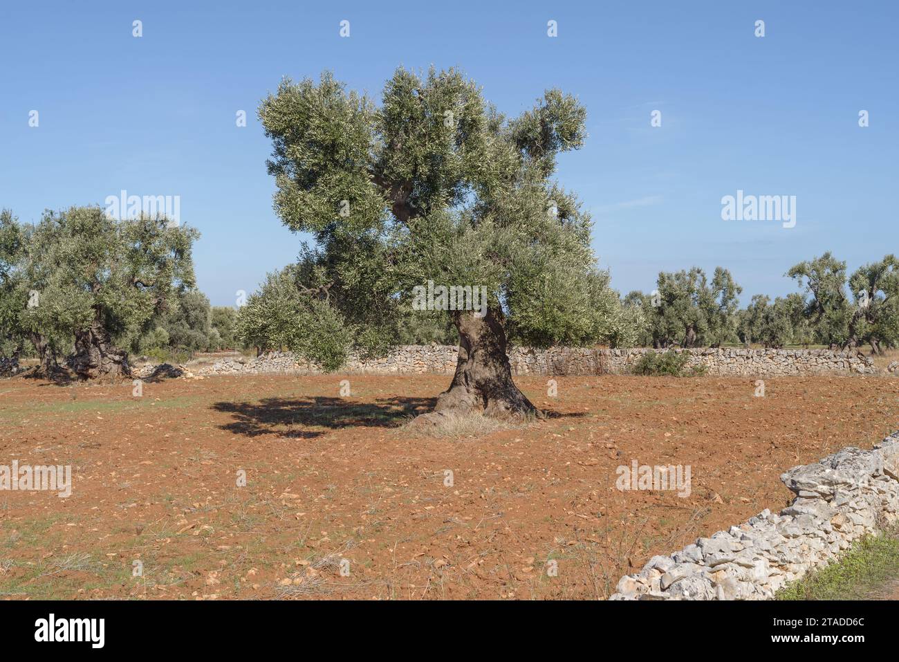 Grove of olive trees in Puglia, Italy Stock Photo - Alamy