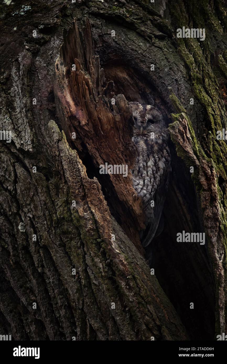 A Strix aluco owl peeks out of its cavity in a tree, lurking for food ...