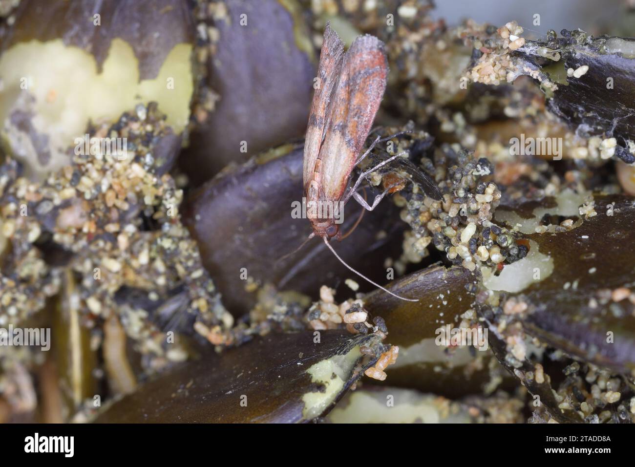 Indian meal moth, food moth, Plodia interpunctella Stock Photo - Alamy