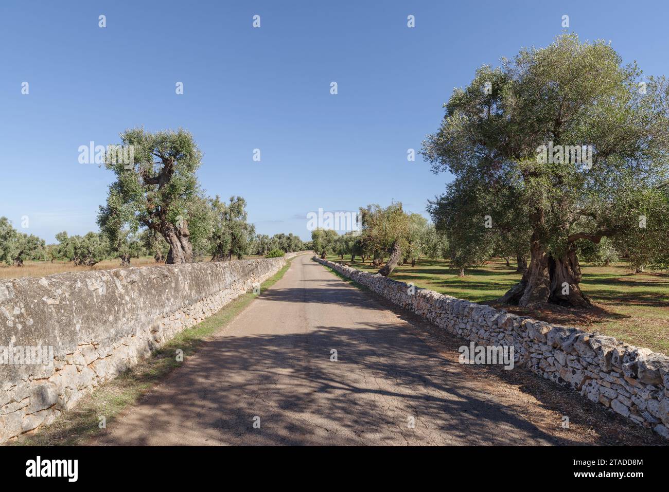 Country road lined by olive trees, Puglia, Italy Stock Photo - Alamy