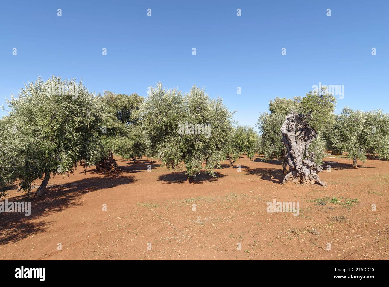 Grove of olive trees in Puglia, Italy Stock Photo - Alamy