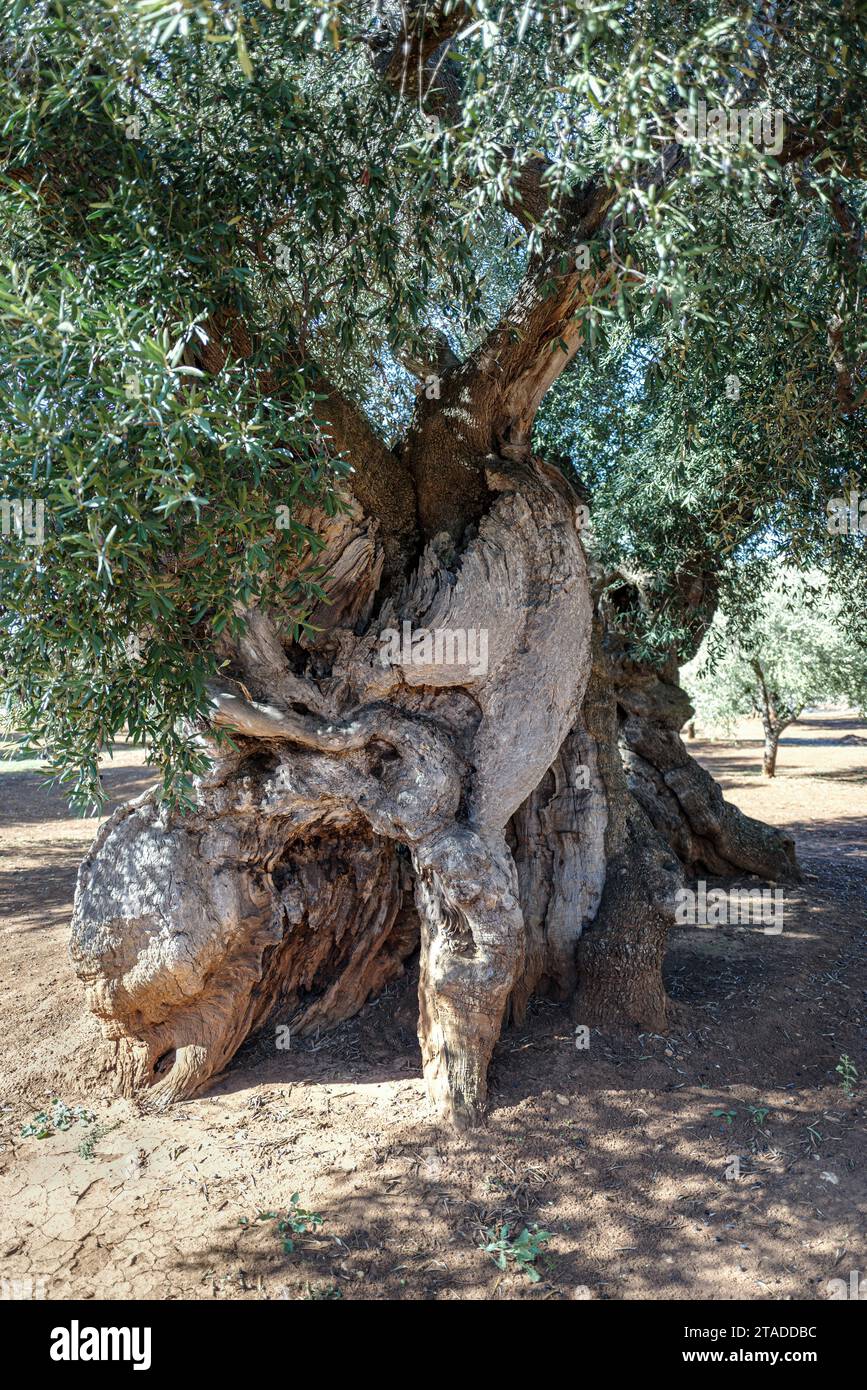 Century old olive tree hi-res stock photography and images - Alamy