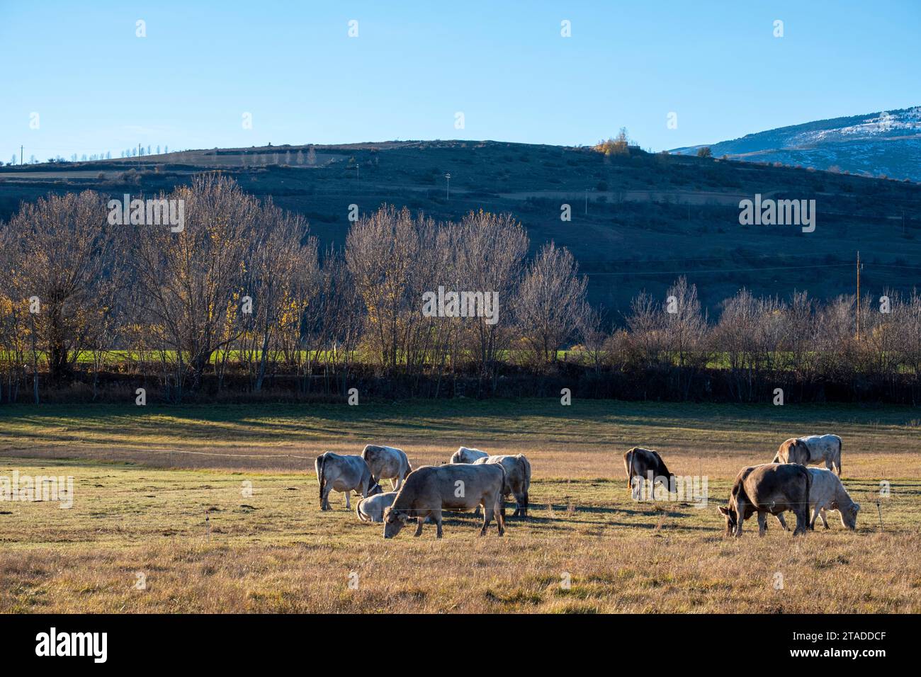Heads of cattle in the Cerdanya area in the province of Gerona in ...