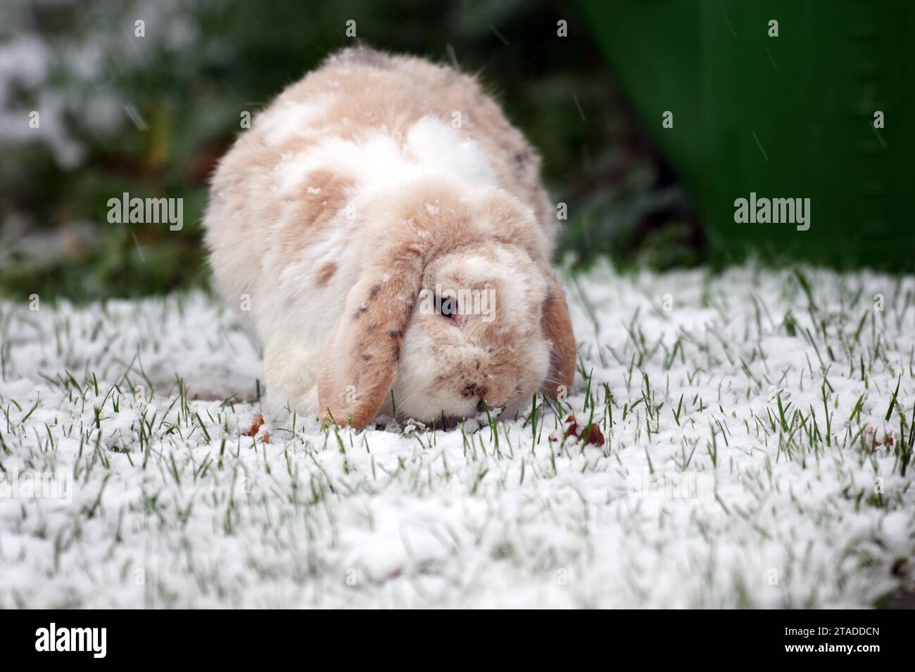 Rabbit (Cuniculus), hare, ram rabbit, snow, garden, winter, A ram ...