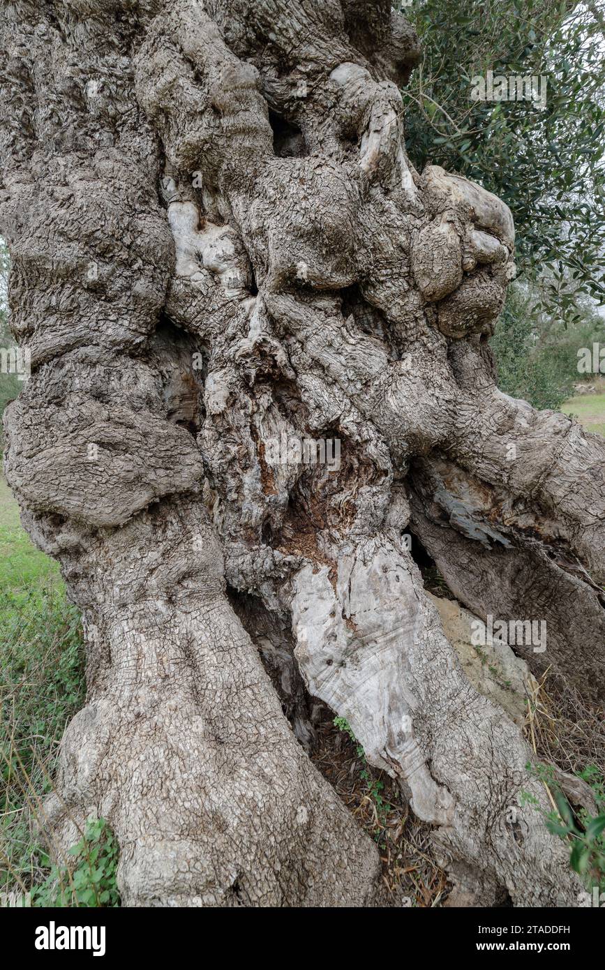 Close-up of the trunk of an ancient olive tree, estimated age of 3000 ...
