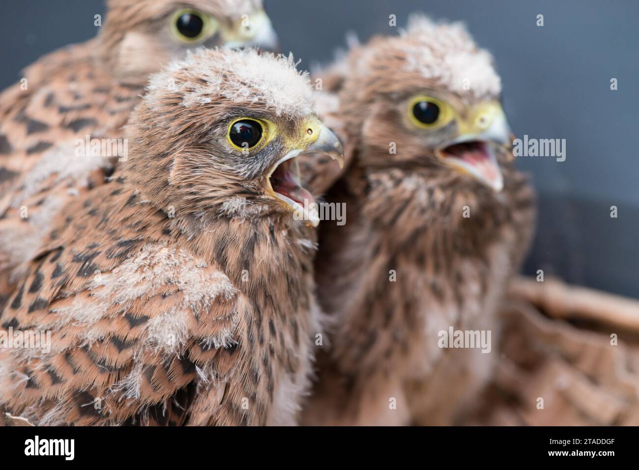 Three young common kestrels (Falco tinnunculus) fallen out of the nest ...