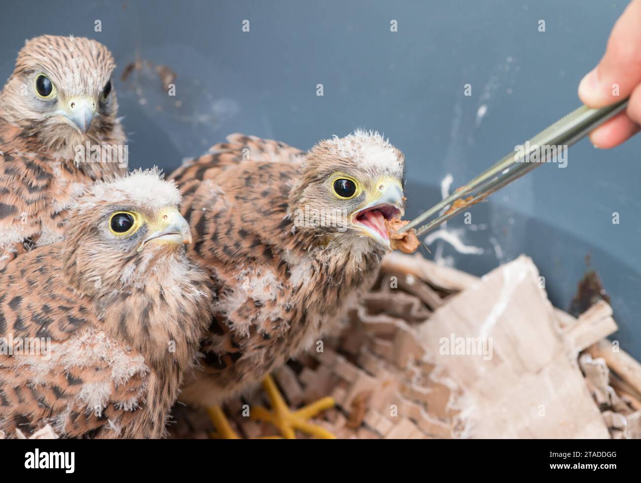 Three young common kestrels (Falco tinnunculus) fallen out of the nest ...