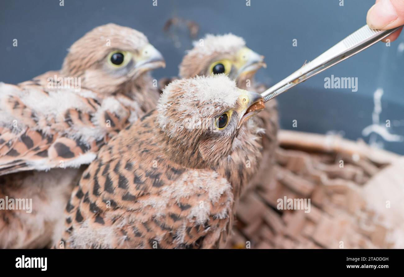 Three young common kestrels (Falco tinnunculus) fallen out of the nest ...