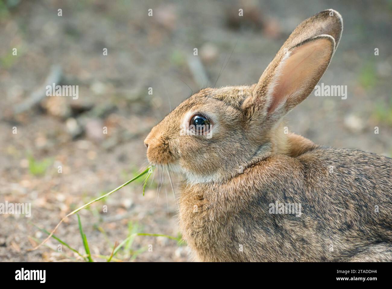 European rabbit (Oryctolagus cuniculus) crouching on barren sandy ...