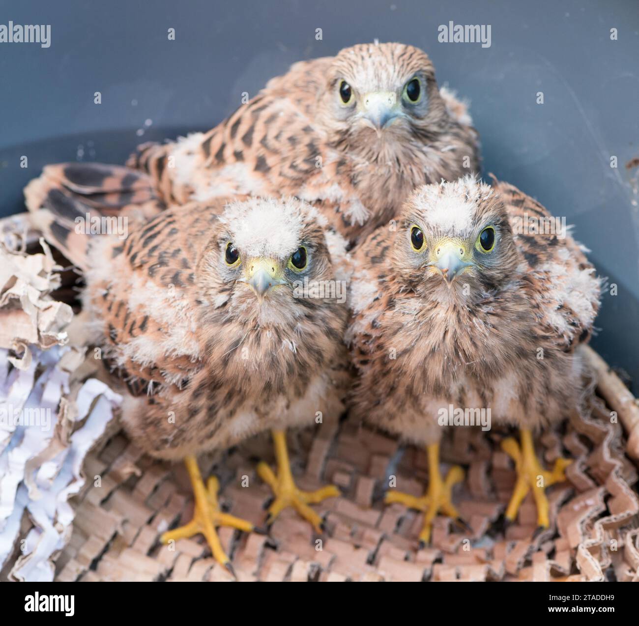 Three young common kestrels (Falco tinnunculus) fallen out of the nest ...