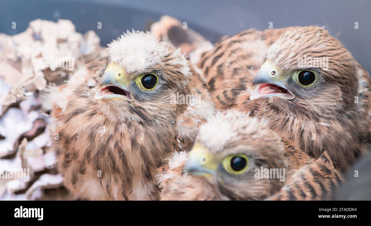Three young common kestrels (Falco tinnunculus) fallen from the nest, 3 ...