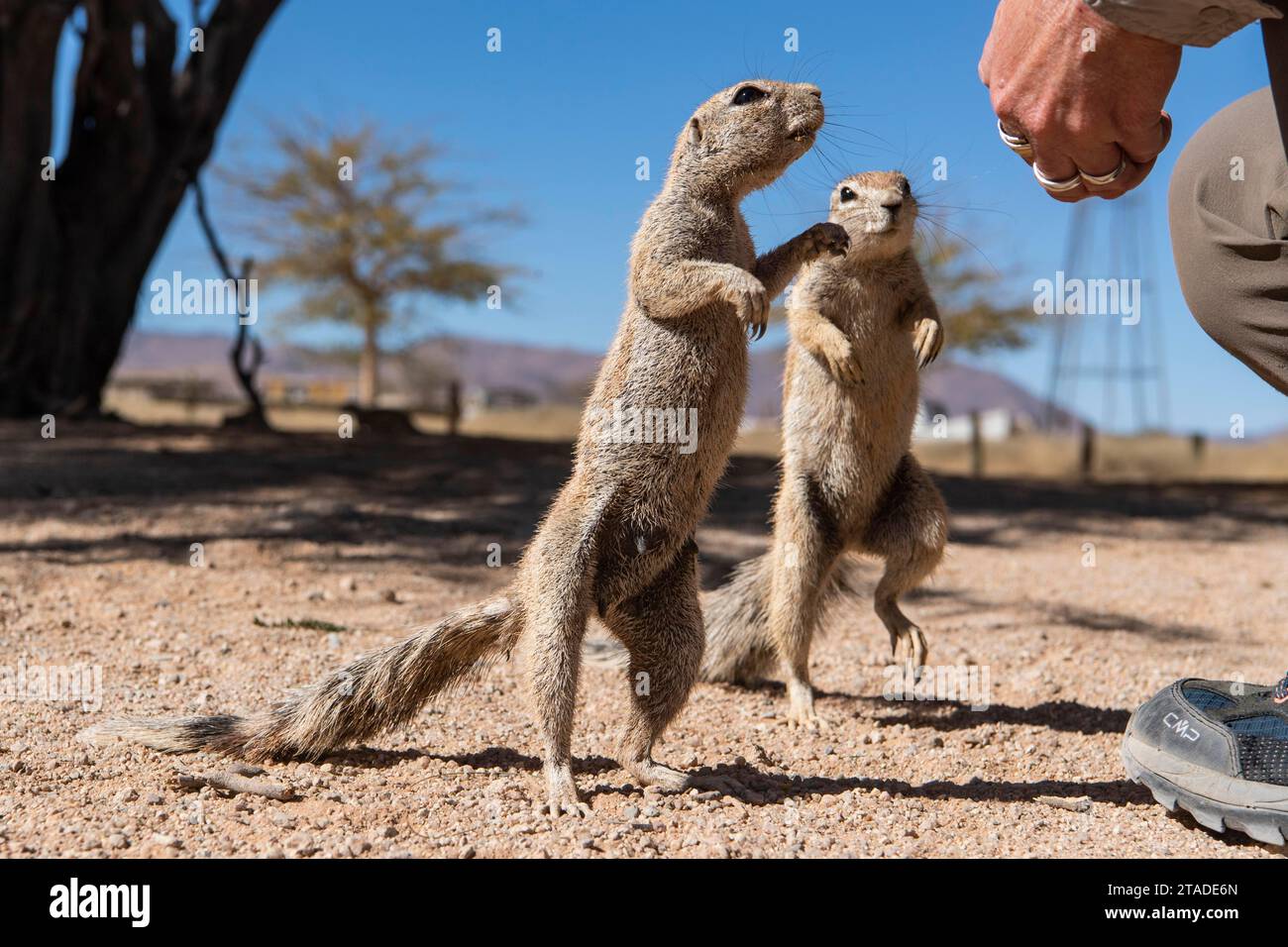 Mountain ground squirrel (Xerus princeps), Damara bristle squirrel Solitaire, Namibia Stock ...
