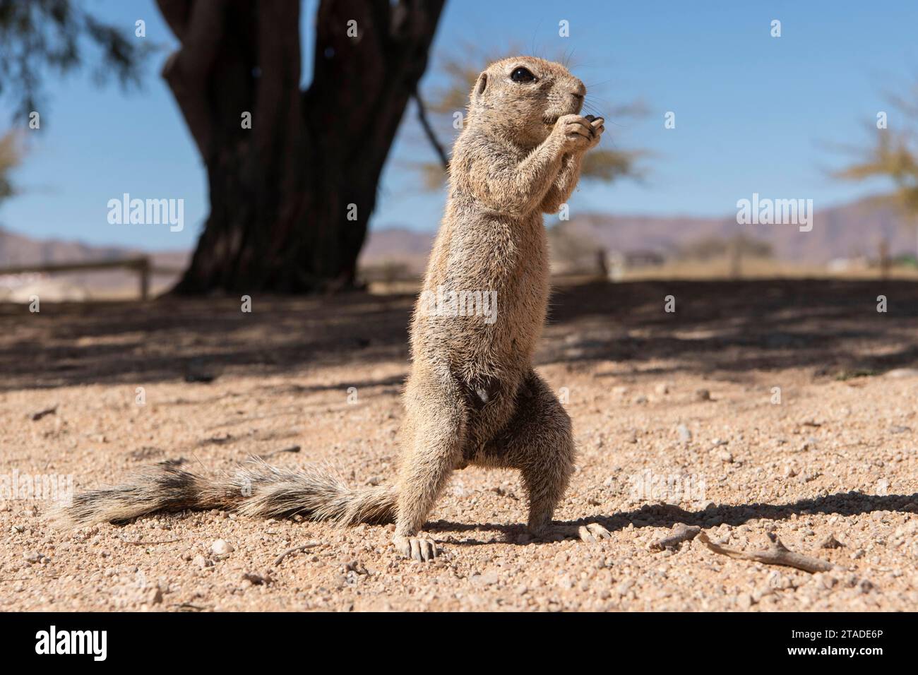 Mountain ground squirrel (Xerus princeps), Damara bristle squirrel Solitaire, Namibia Stock ...