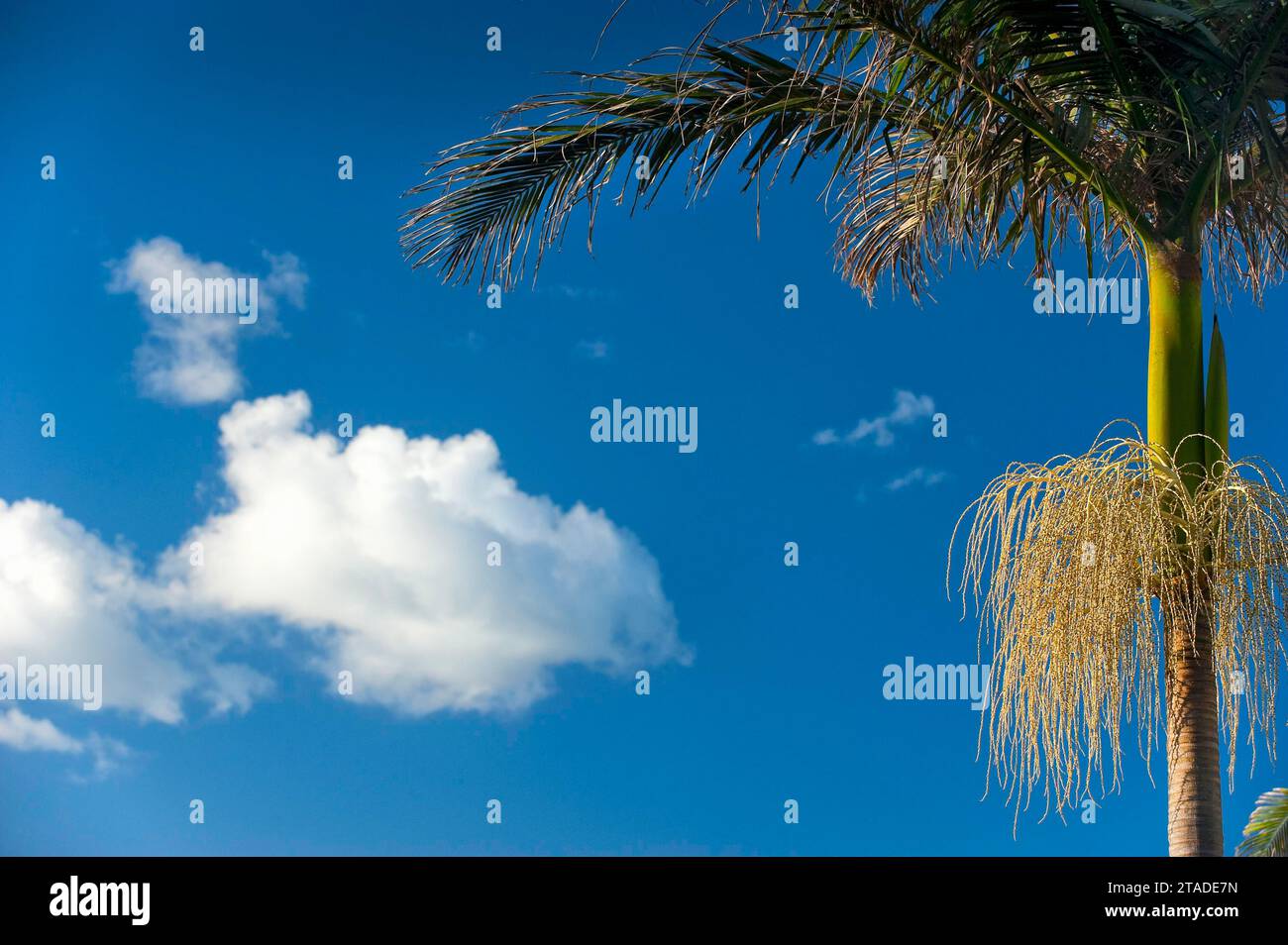 Palm tree in blue sky with cloud, exotic, travel, holiday Stock Photo ...