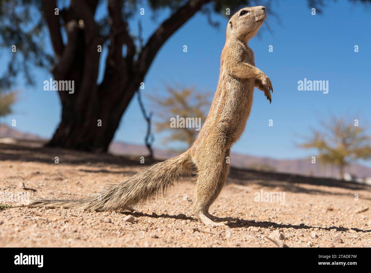 Mountain ground squirrel (Xerus princeps), Damara bristle squirrel Solitaire, Namibia Stock ...