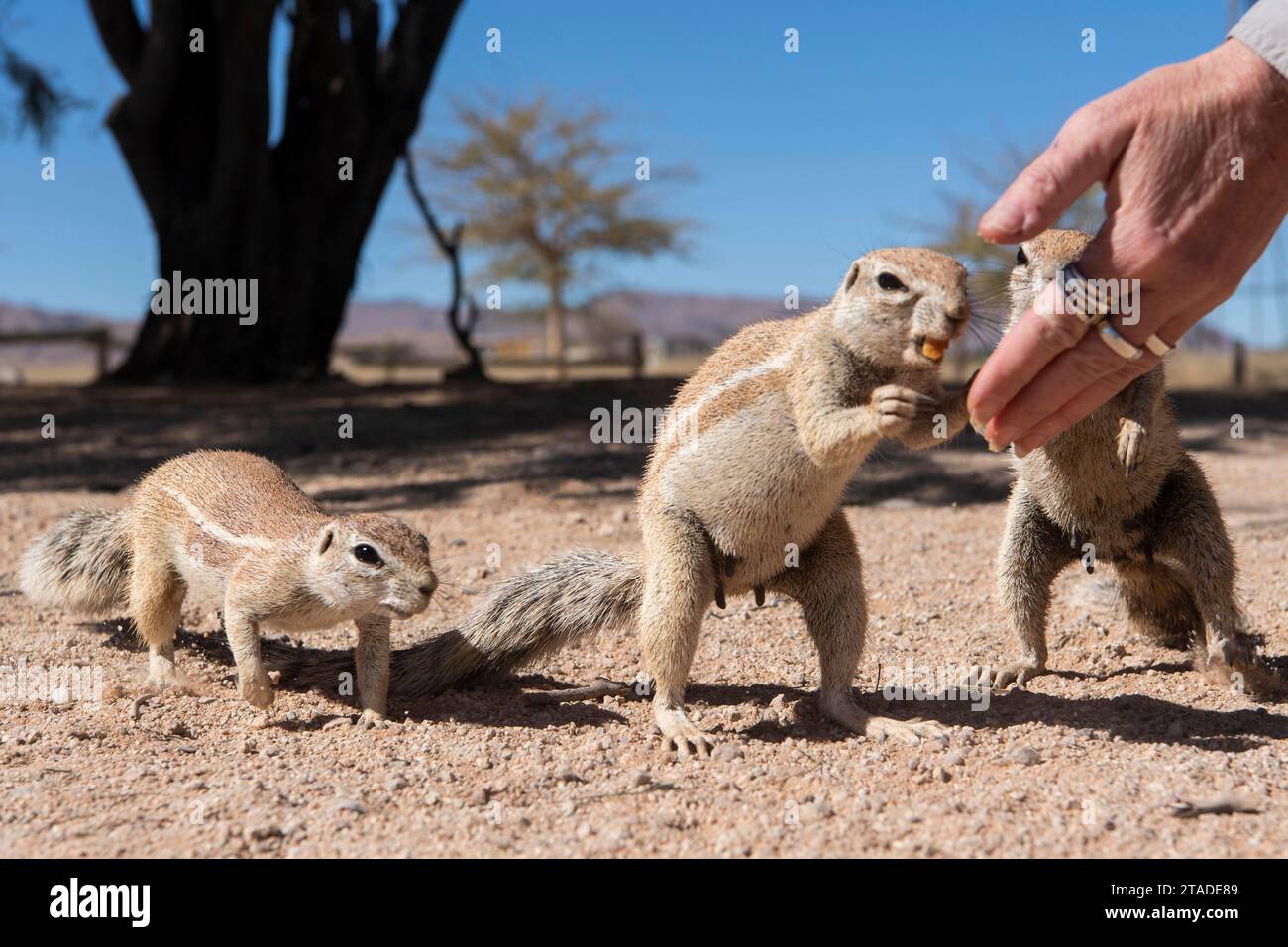 Mountain ground squirrel (Xerus princeps), Damara bristle squirrel Solitaire, Namibia Stock ...