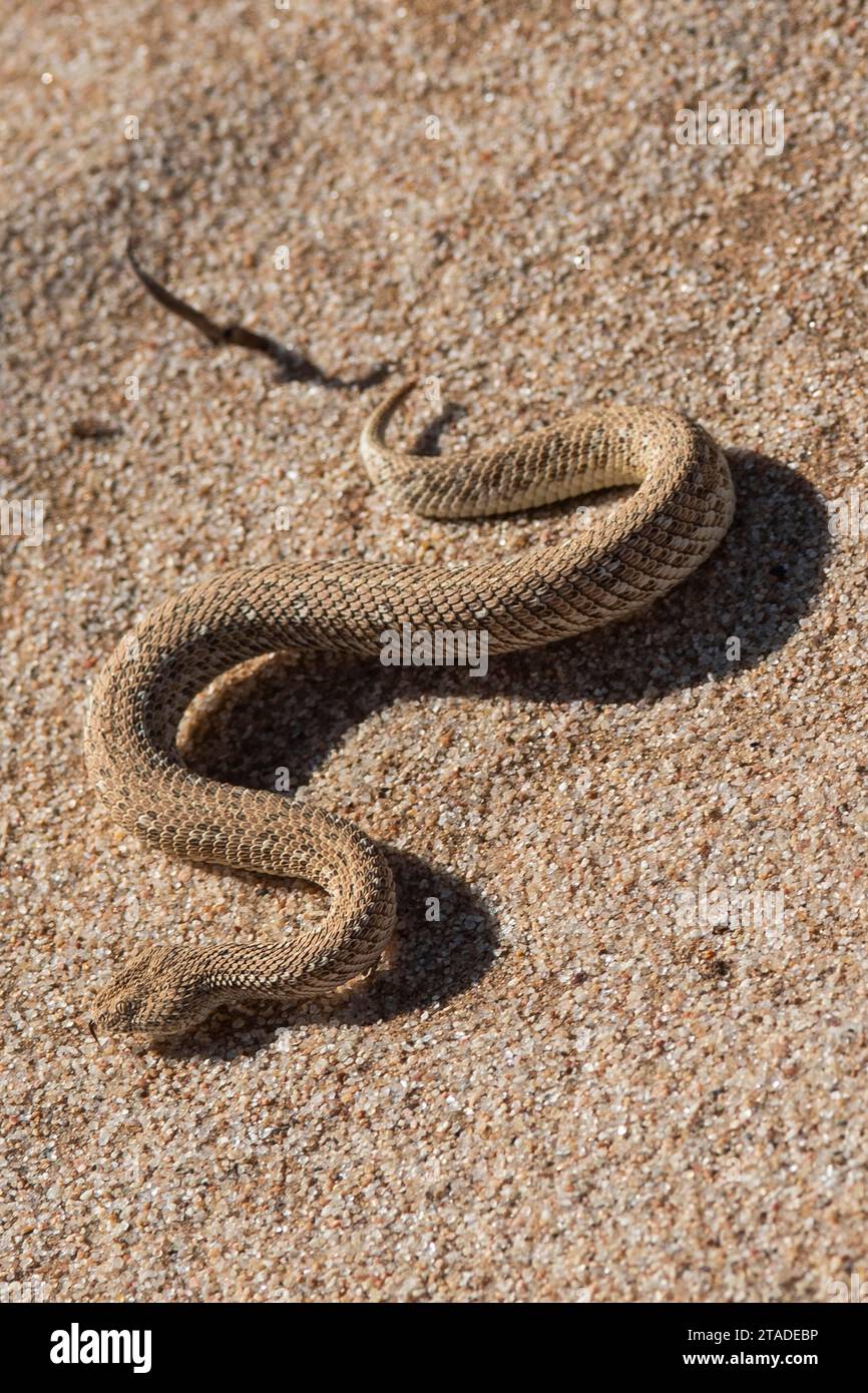 Dwarf puff adder (Bitis peringueyi), Dorob National Park, Swakopmund ...