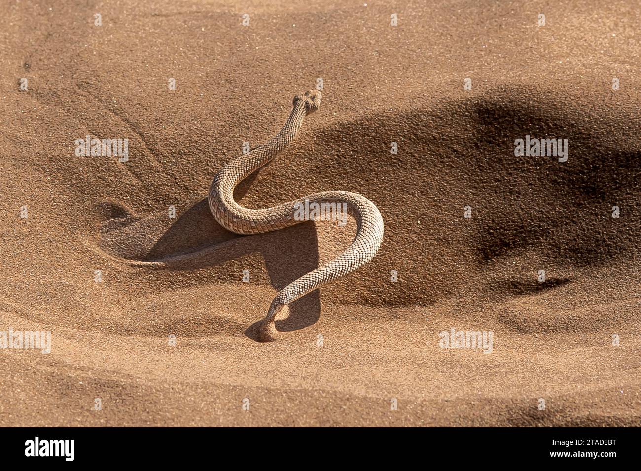 Dwarf puff adder (Bitis peringueyi), Dorob National Park, Swakopmund ...