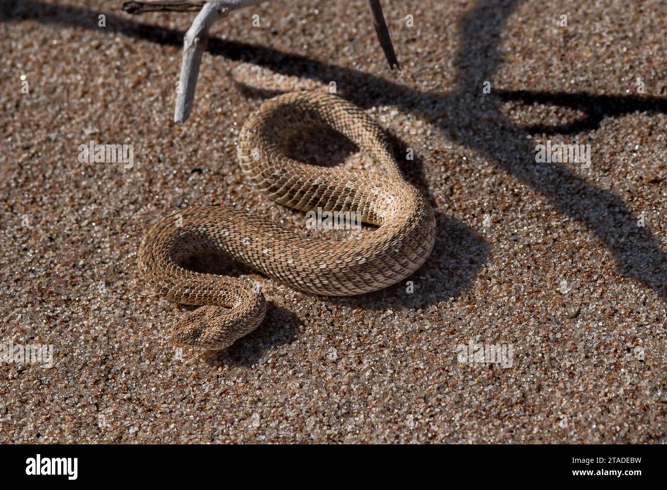 Dwarf puff adder (Bitis peringueyi), Dorob National Park, Swakopmund ...