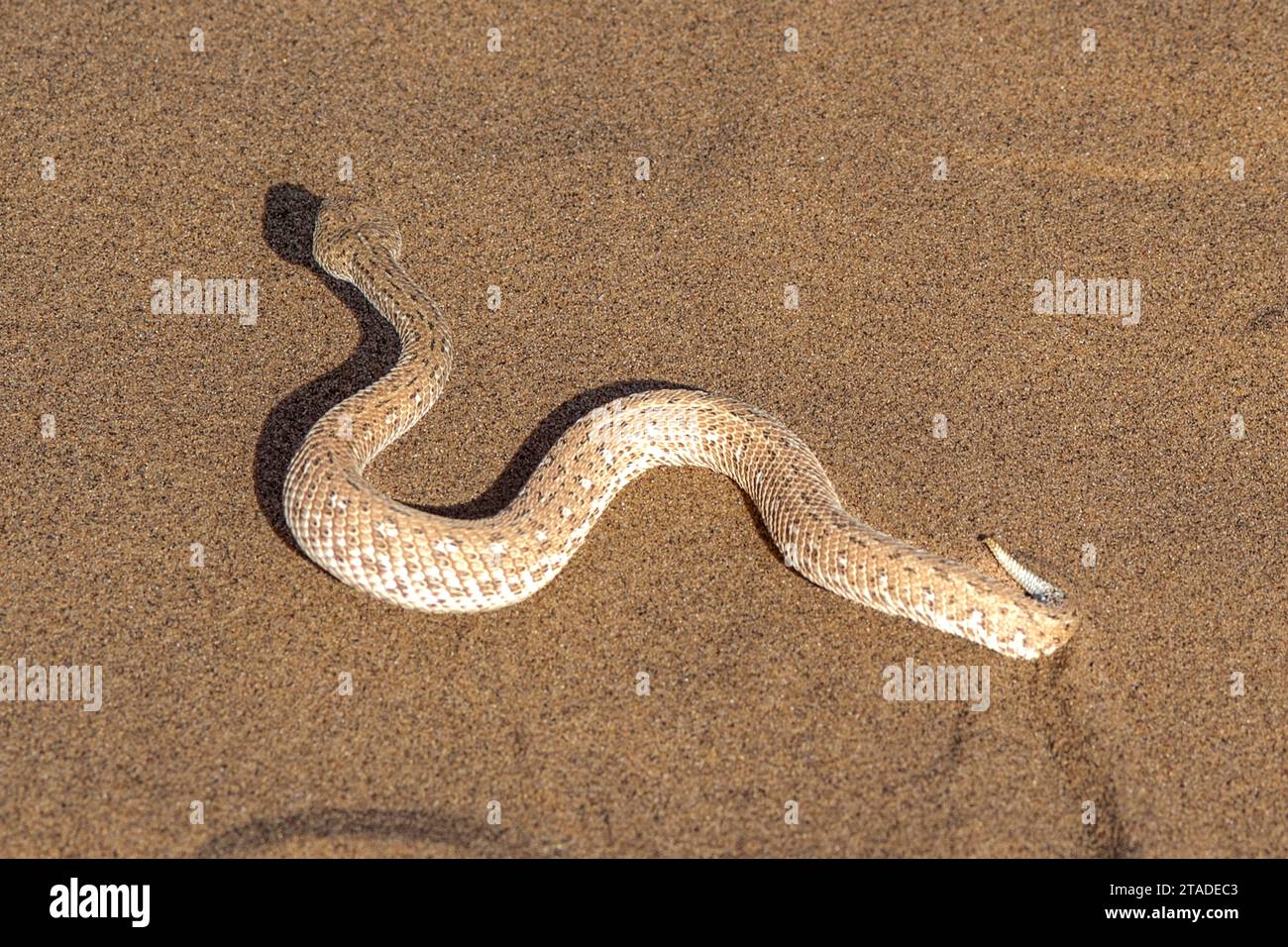 Dwarf puff adder (Bitis peringueyi), Dorob National Park, Swakopmund ...