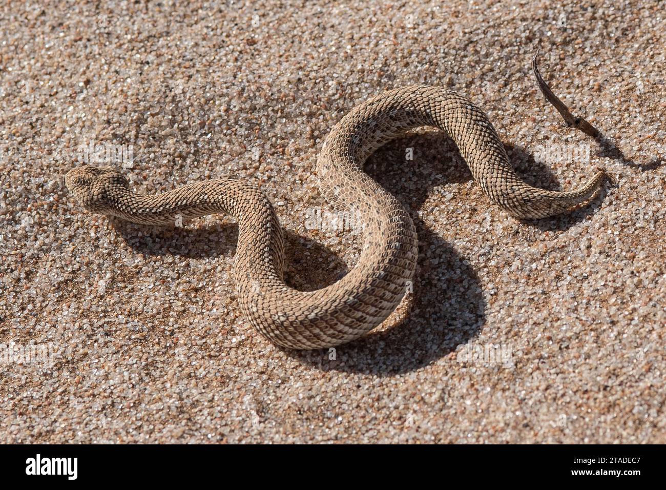 Dwarf puff adder (Bitis peringueyi), Dorob National Park, Swakopmund ...