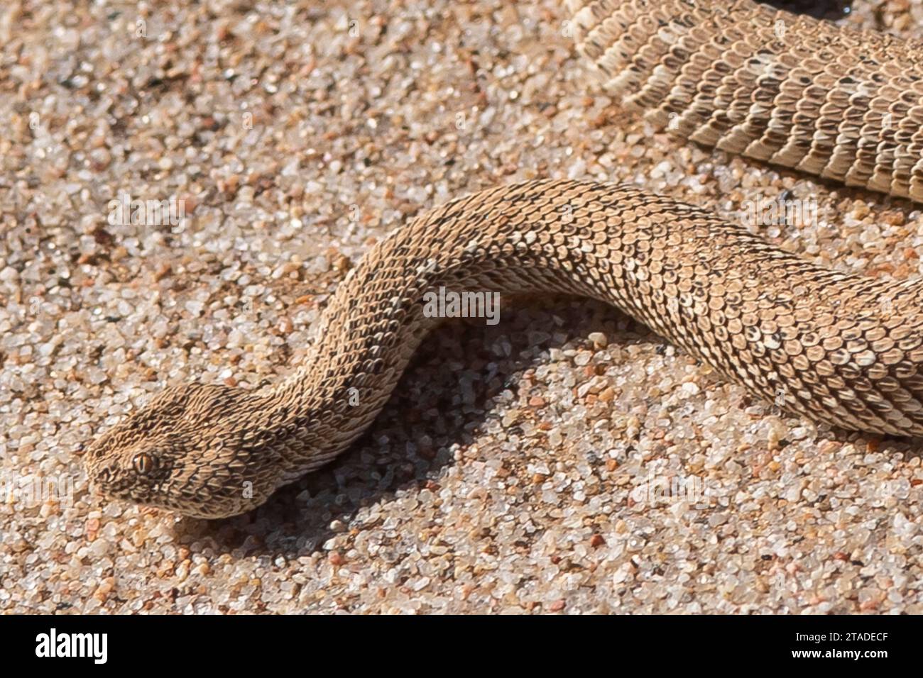 Dwarf puff adder (Bitis peringueyi), Dorob National Park, Swakopmund ...