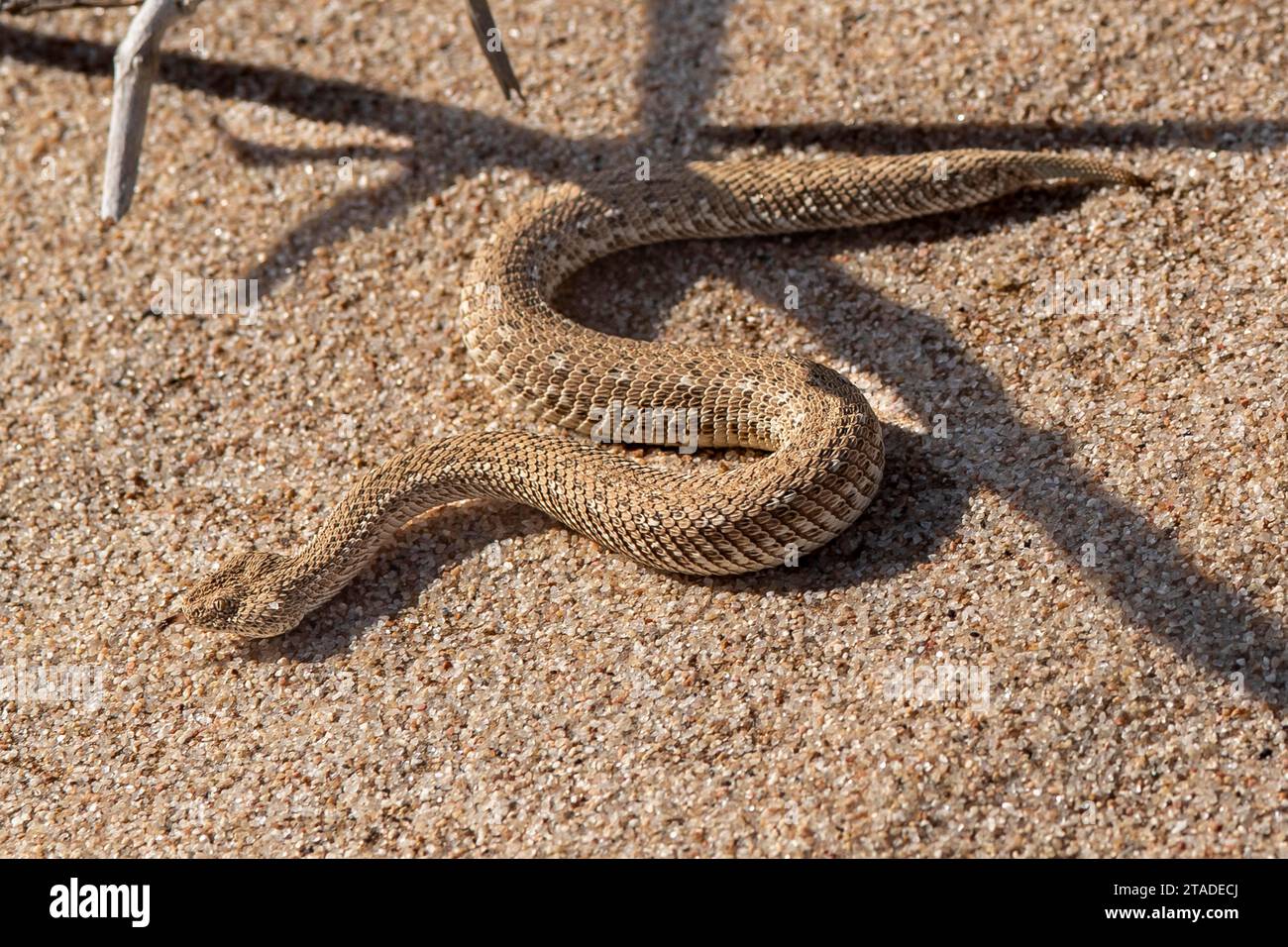 Dwarf puff adder (Bitis peringueyi), Dorob National Park, Swakopmund ...