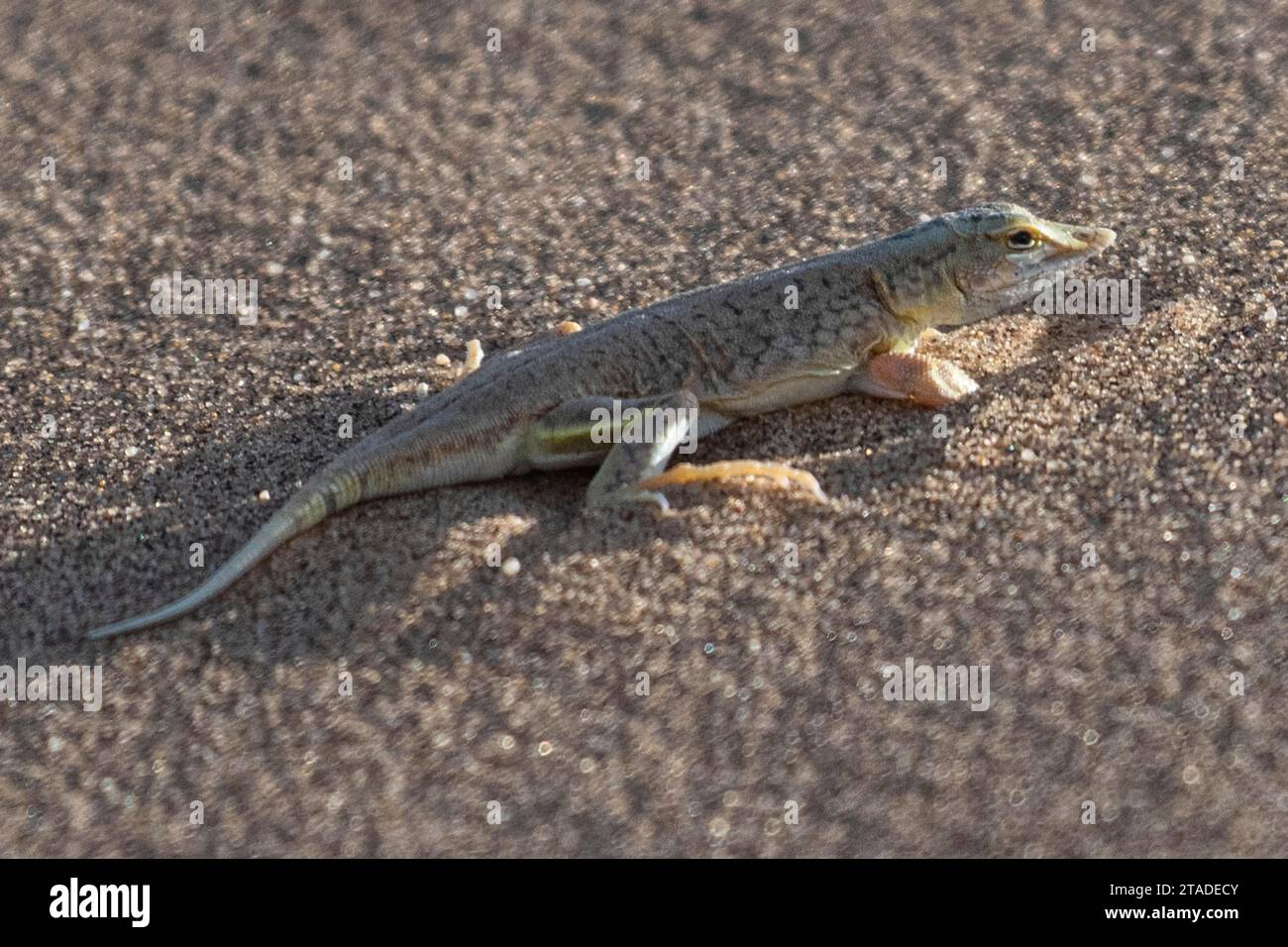 Shovel-nosed lizard (Meroles anchietae) Dorob National Park, Swakopmund ...
