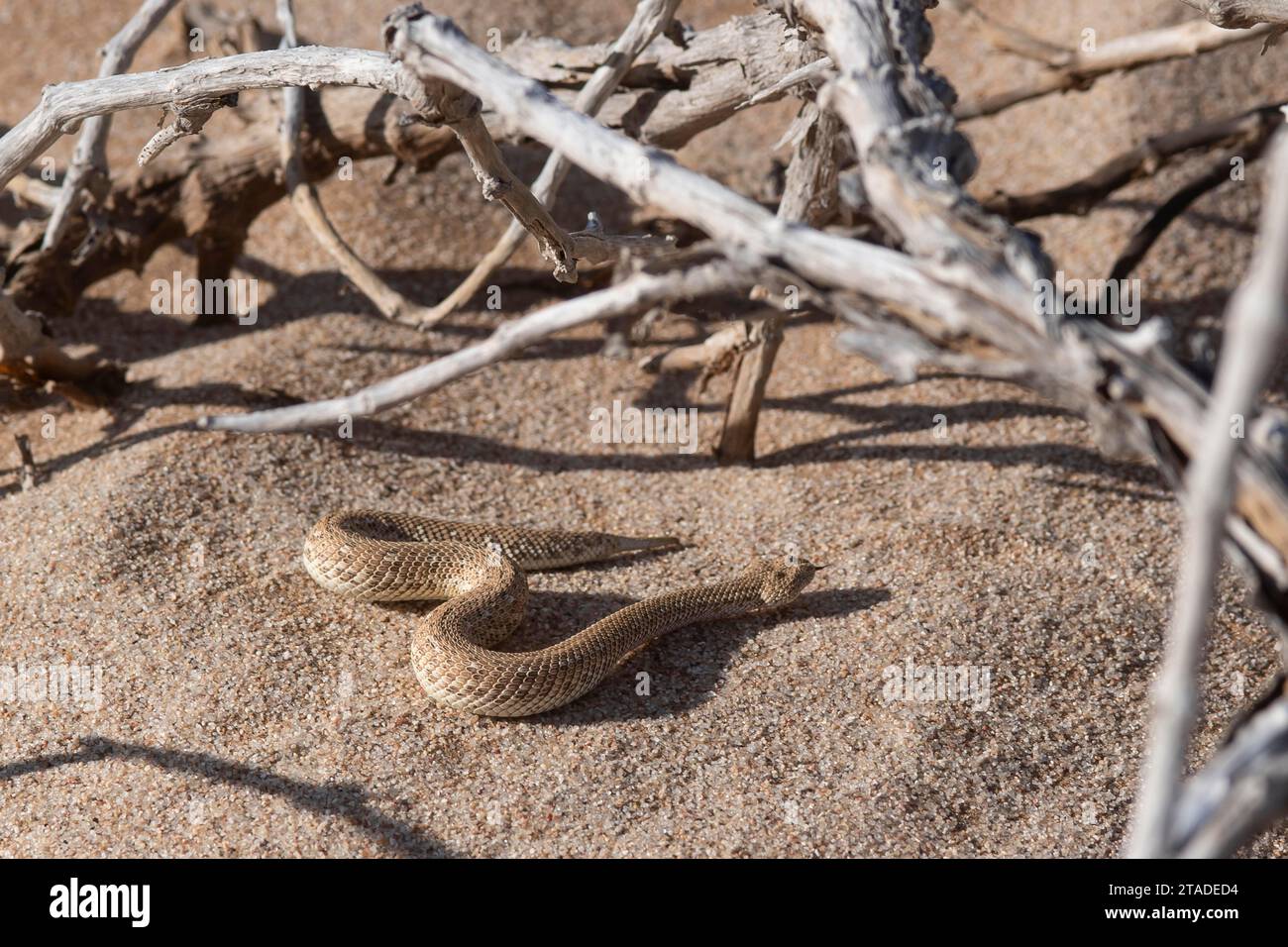 Dwarf puff adder (Bitis peringueyi), Dorob National Park, Swakopmund ...