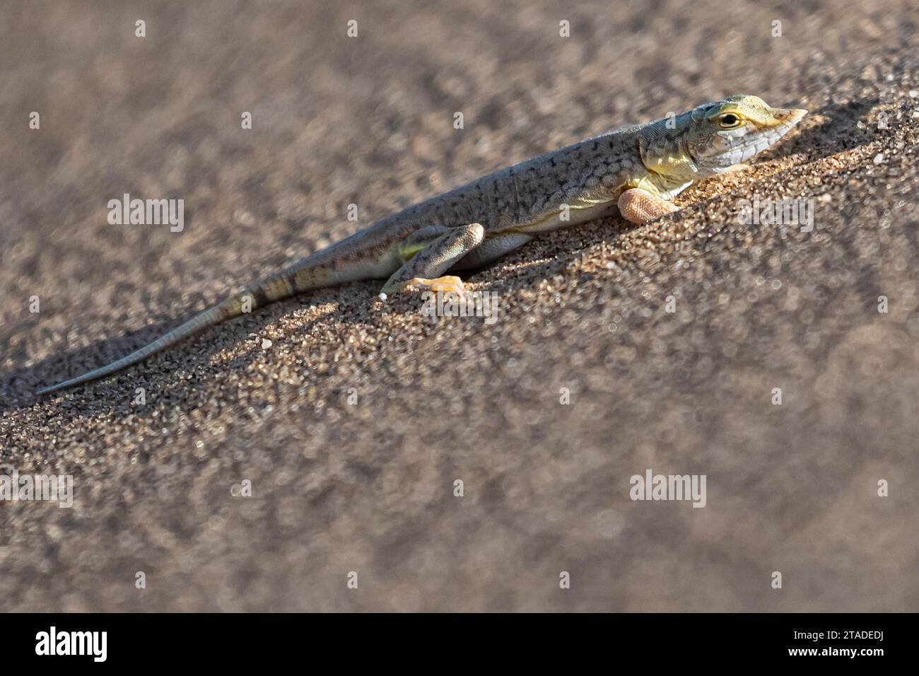 Shovel-nosed lizard (Meroles anchietae) Dorob National Park, Swakopmund ...