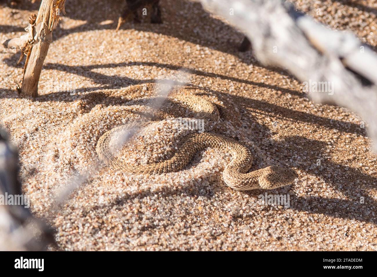 Dwarf puff adder (Bitis peringueyi), Dorob National Park, Swakopmund ...