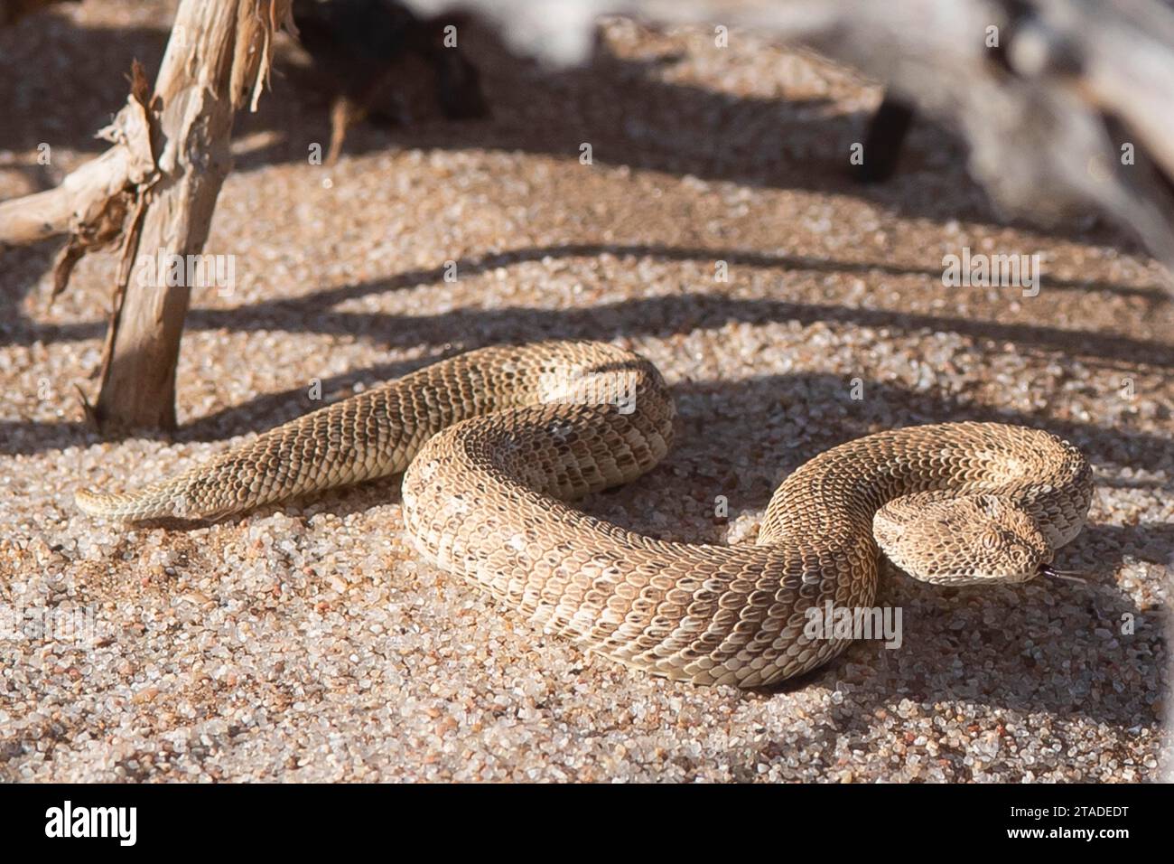 Dwarf puff adder (Bitis peringueyi), Dorob National Park, Swakopmund ...