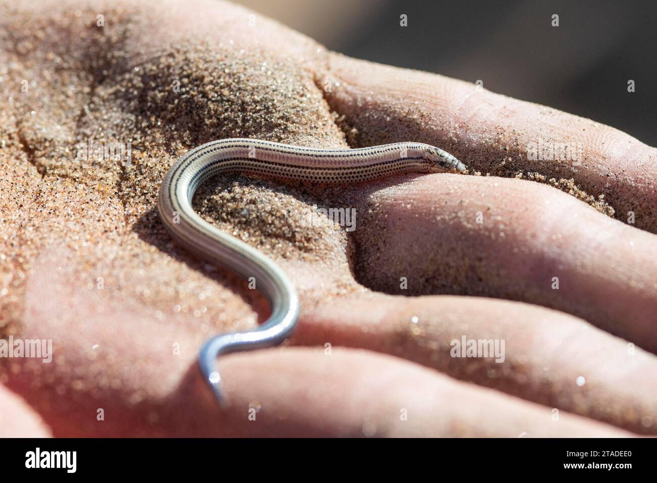 Fitzsimmons' burrowing skink (Typlacontias brevipes) on hand, Dorob ...
