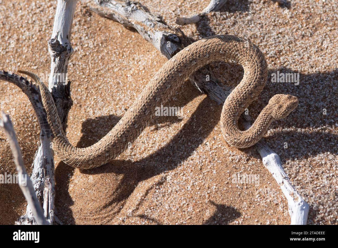Dwarf puff adder (Bitis peringueyi), Dorob National Park, Swakopmund ...