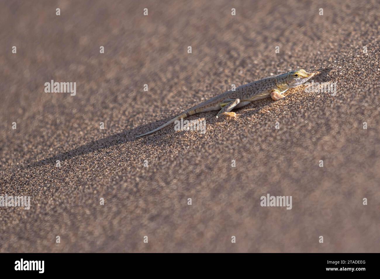 Shovel-nosed lizard (Meroles anchietae) Dorob National Park, Swakopmund ...