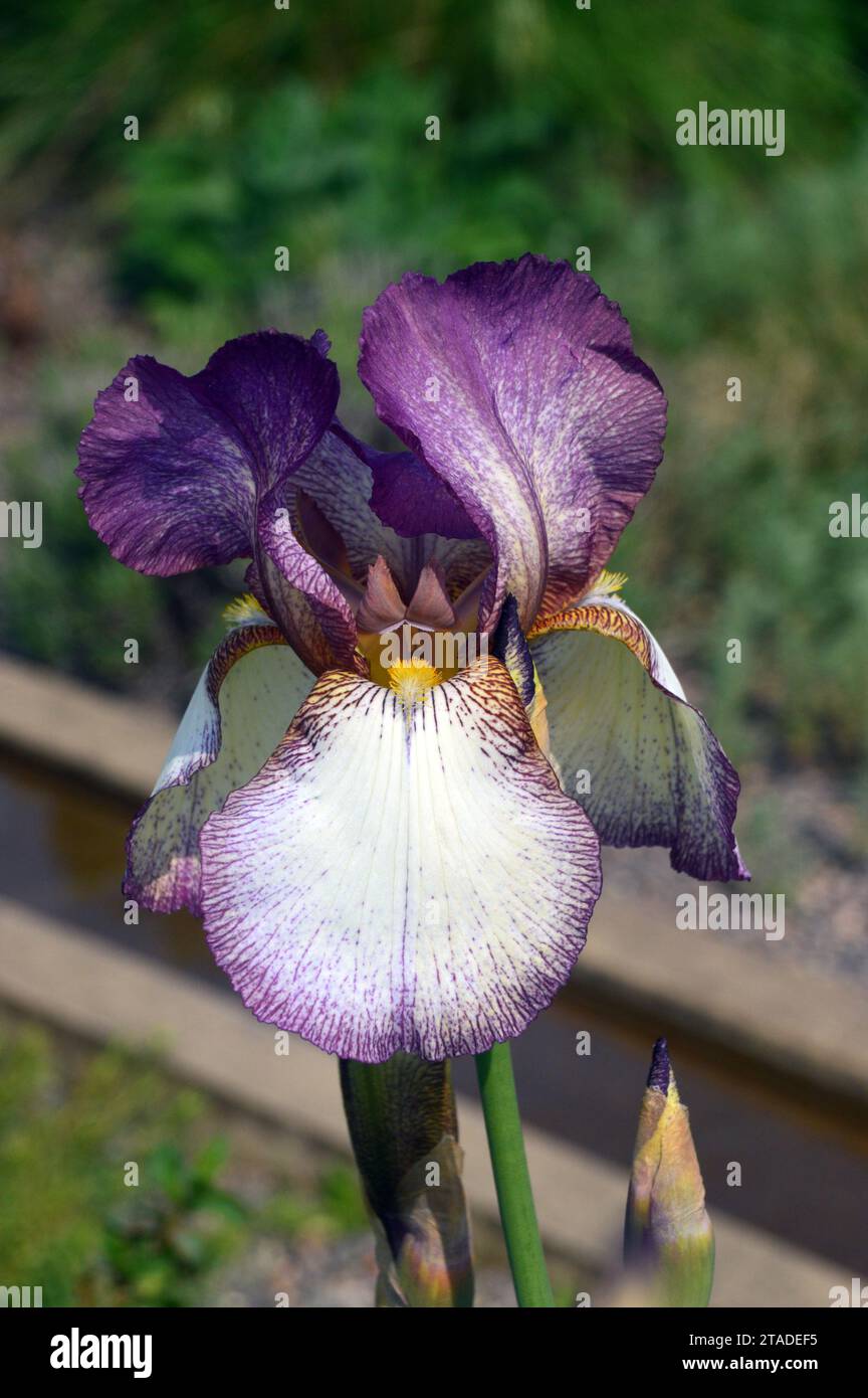 Single Tall Violet/White Bearded Iris 'Benton Lorna' Flower grown in ...
