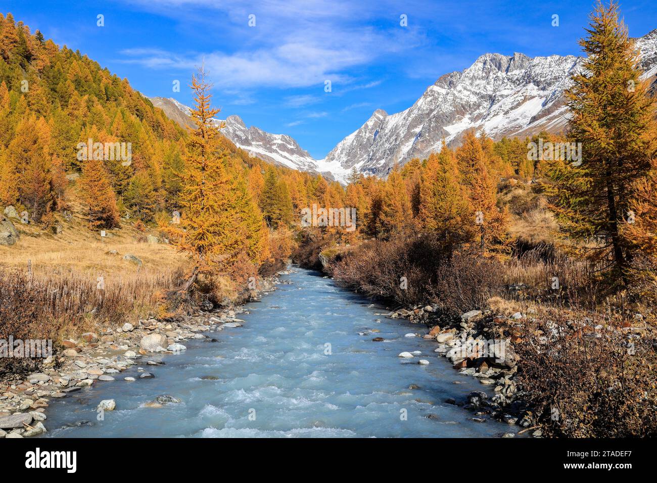 Lonza river in Lötschental valley, surrounded by autumnal larch trees ...